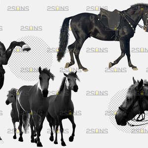 Horse Png, Horse Photo Overlays, Photoshop Overlays, Halloween Overlay ...