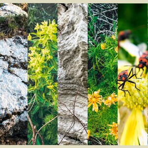 Photoshop Overlays, Fern Overlay, Nature Textures, Floral Digital ...