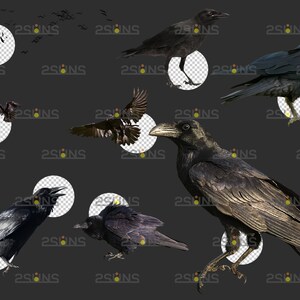 Raven Photoshop Overlays, Halloween Overlay, Photo Overlay, Realistic ...