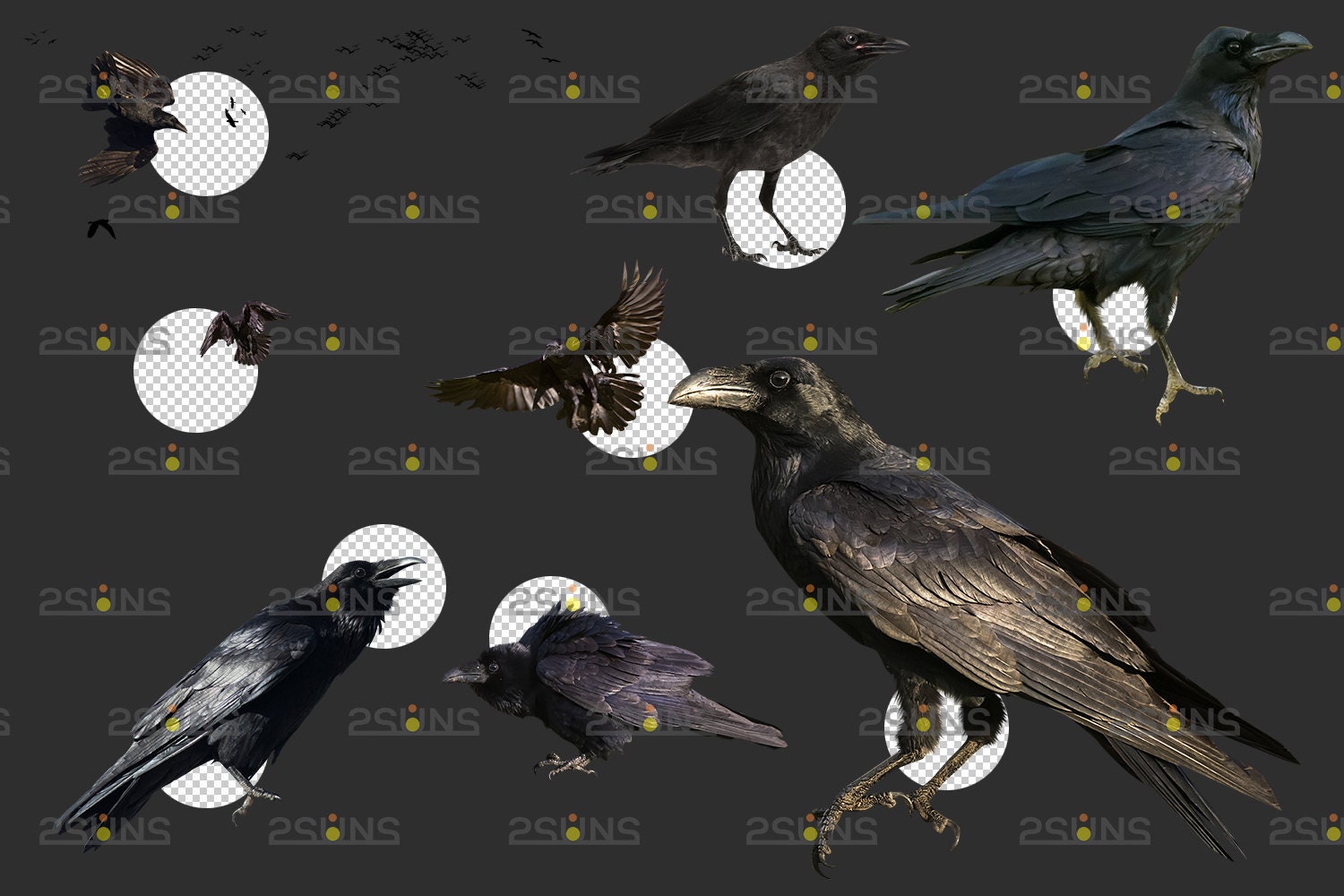 Raven Photoshop Overlays, Halloween Overlay, Photo Overlay, Realistic ...