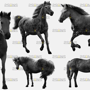 Horse Png, Horse Photo Overlays, Photoshop Overlays, Halloween Overlay ...