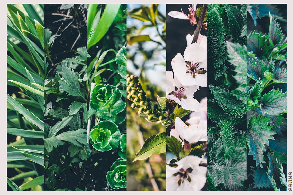Nature Textures, Floral Photo Overlay, Fern Overlay, Floral Backdrop ...