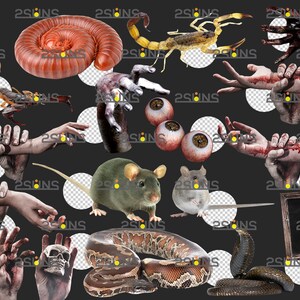 Halloween Overlay, Skull Png, Photoshop Overlays, Halloween Clipart ...