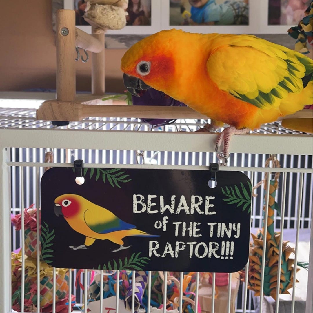 Funny Sun Conure Sign: Beware of Tiny Raptor, Parrot Cage Decor - Etsy