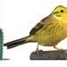 Yellowhammer Bird SVG, Yellowhammer, Yellowhammer Clipart, Bird Vector ...