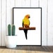 Sun Conure Svg Cut Files, Conure Waterslide Decal, Svg Files for Cricut ...
