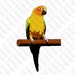 Sun Conure Svg Cut Files, Conure Waterslide Decal, Svg Files for Cricut ...