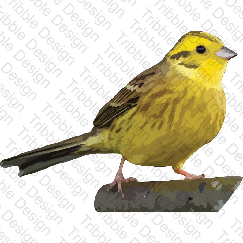 Yellowhammer Bird SVG, Yellowhammer, Yellowhammer Clipart, Bird Vector ...