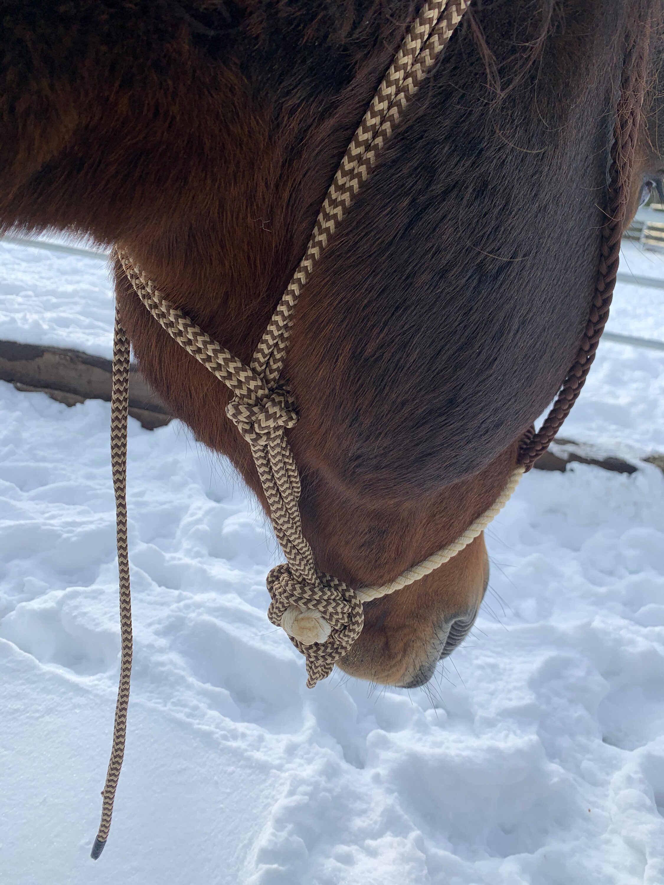 Lariat Bosal with Fiador Rope Hackamore Loping Hackamore | Etsy