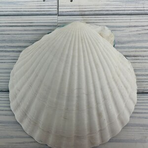 Seashell Scallop Dish-ring Dish-scallop Tray-scallop Shell Trinketdish ...