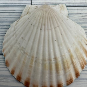 Seashell Scallop Dish-ring Dish-scallop Tray-scallop Shell Trinketdish ...