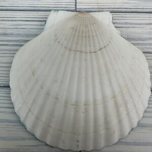 Seashell Scallop Dish-ring Dish-scallop Tray-scallop Shell Trinketdish ...