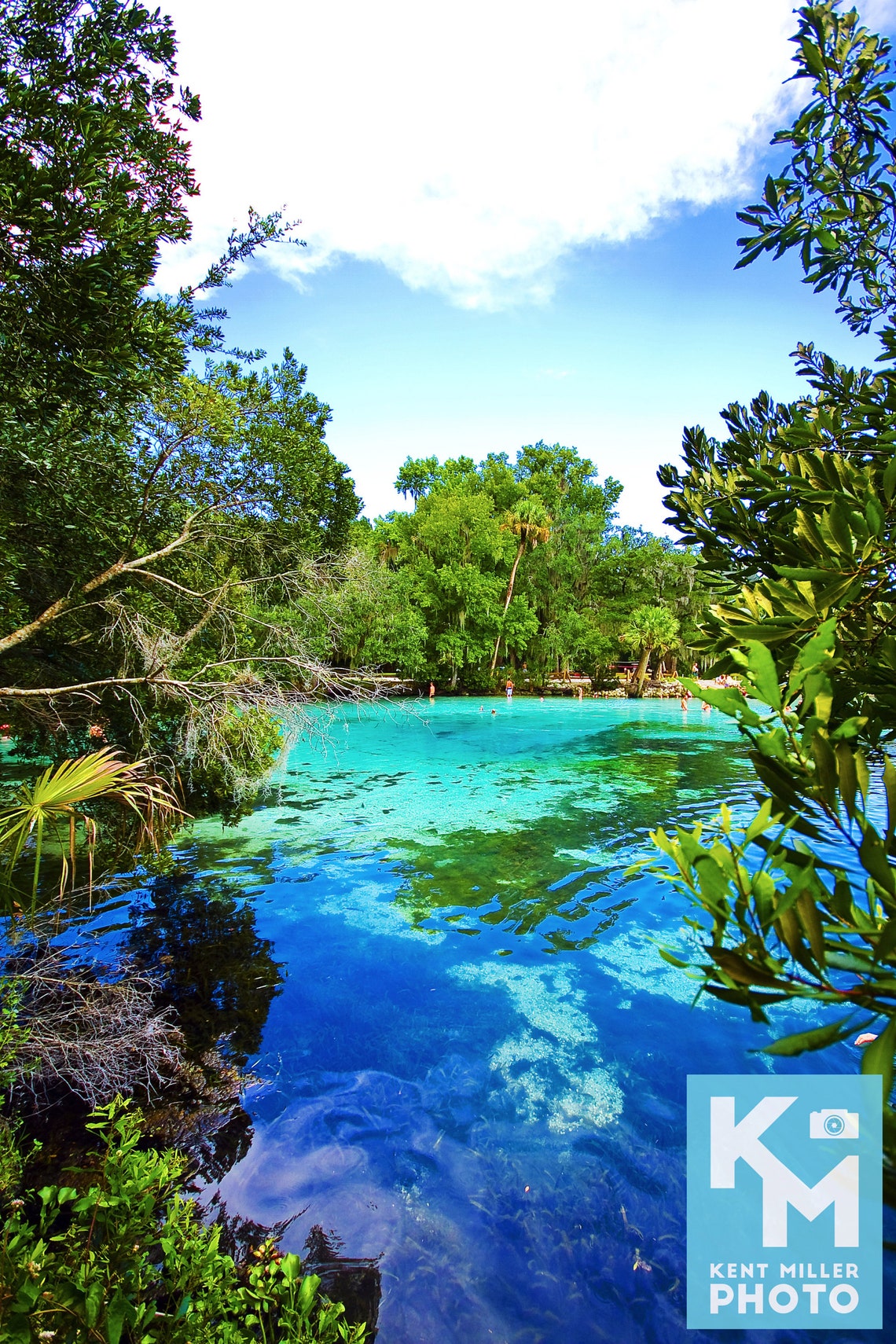 Silver Glen Spring Ocala National Park Florida, USA Landscape Fine Art ...
