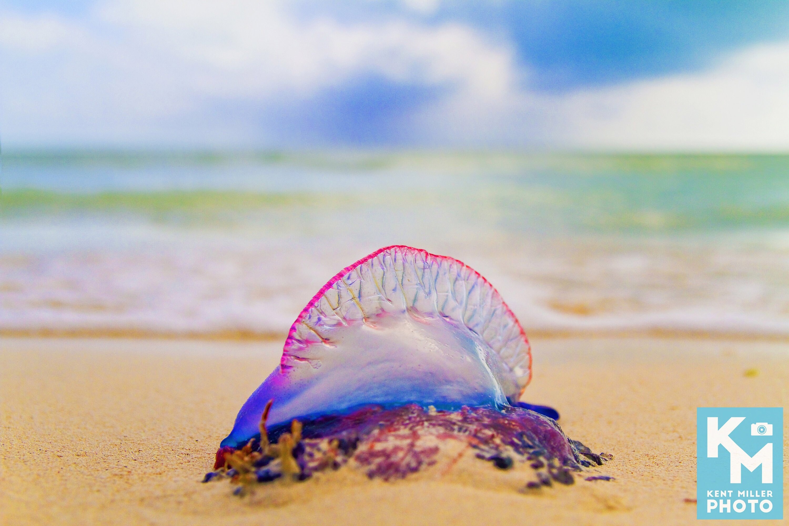 Jellyfish Florida Keys