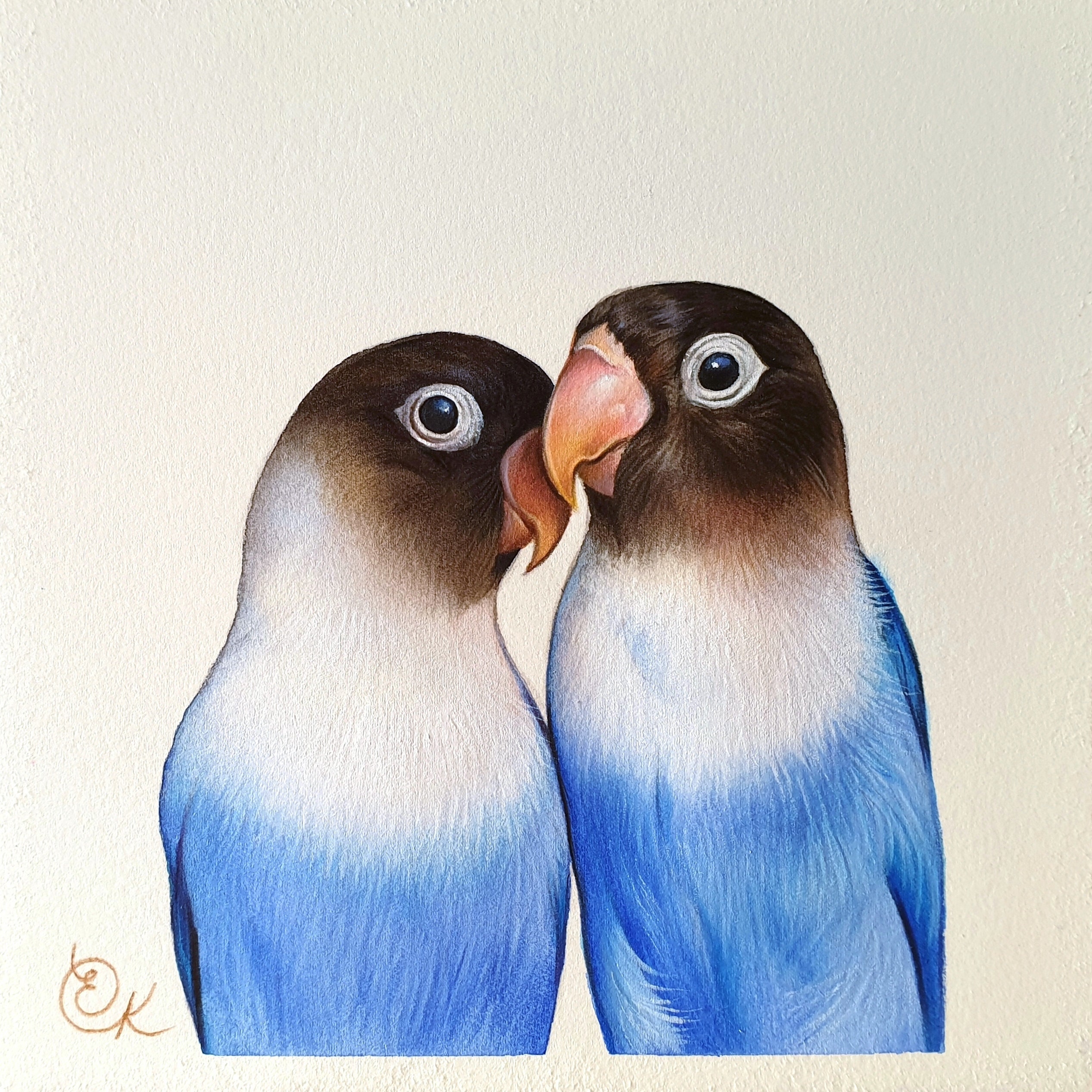 Blue Love Birds Images