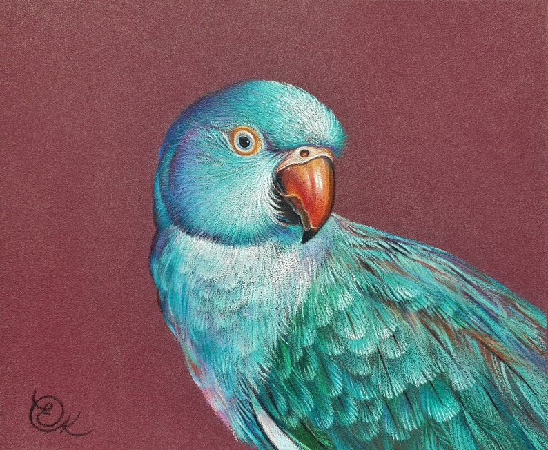 Blue Indian Ringneck Parrot Original Drawing Colourful Pet Bird ...