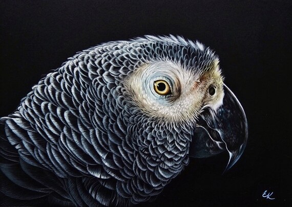 Scratchboard Art Birds