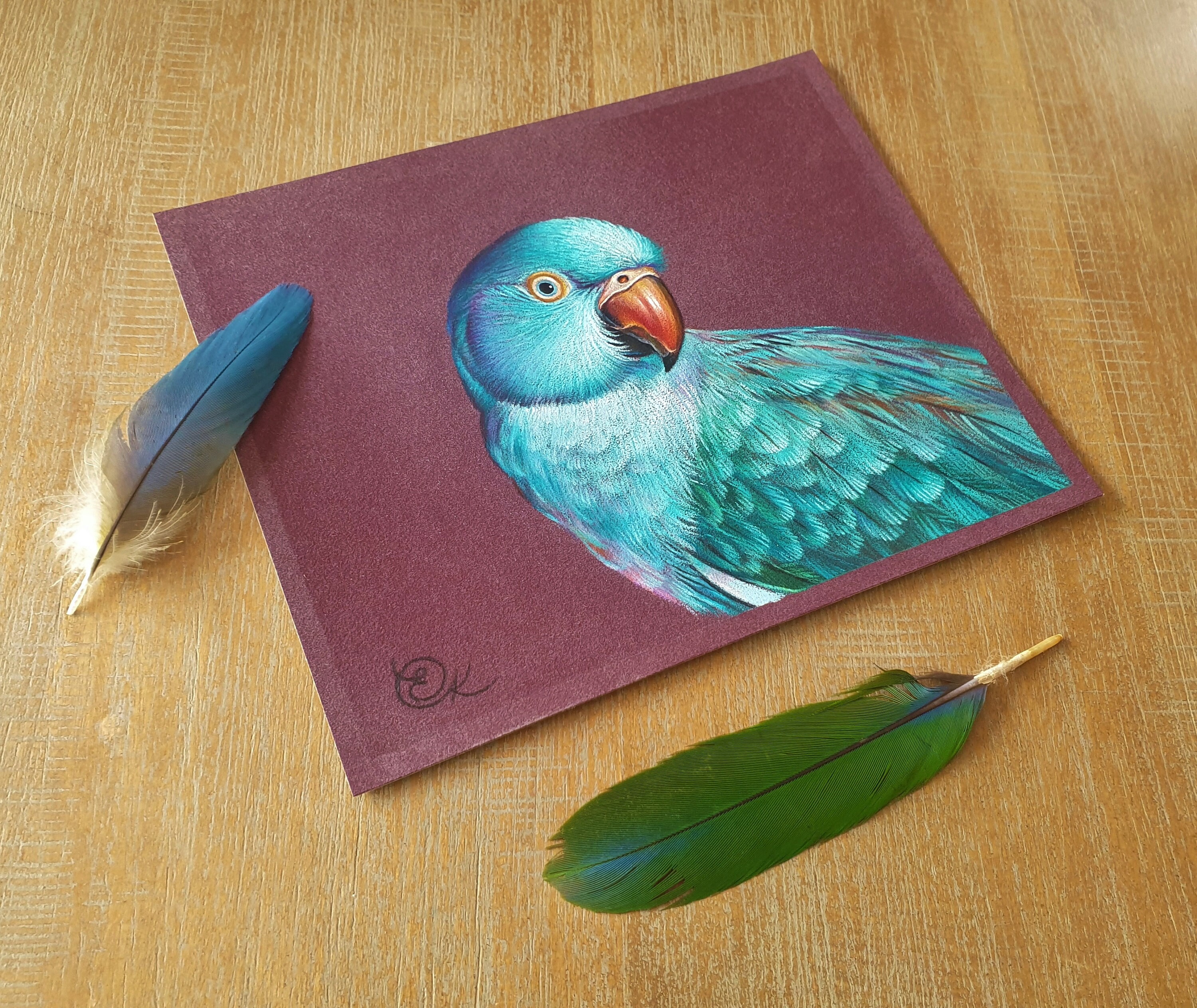 Blue Indian Ringneck Parrot Original Drawing Colourful Pet Bird ...