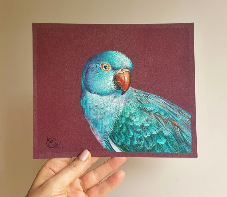 Blue Indian Ringneck Parrot Original Drawing Colourful Pet Bird ...