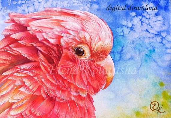 Galah Cockatoo Digital File for Art Print Australian Parrot | Etsy