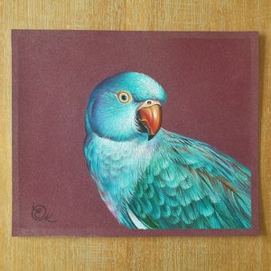 Blue Indian Ringneck Parrot Original Drawing Colourful Pet Bird ...