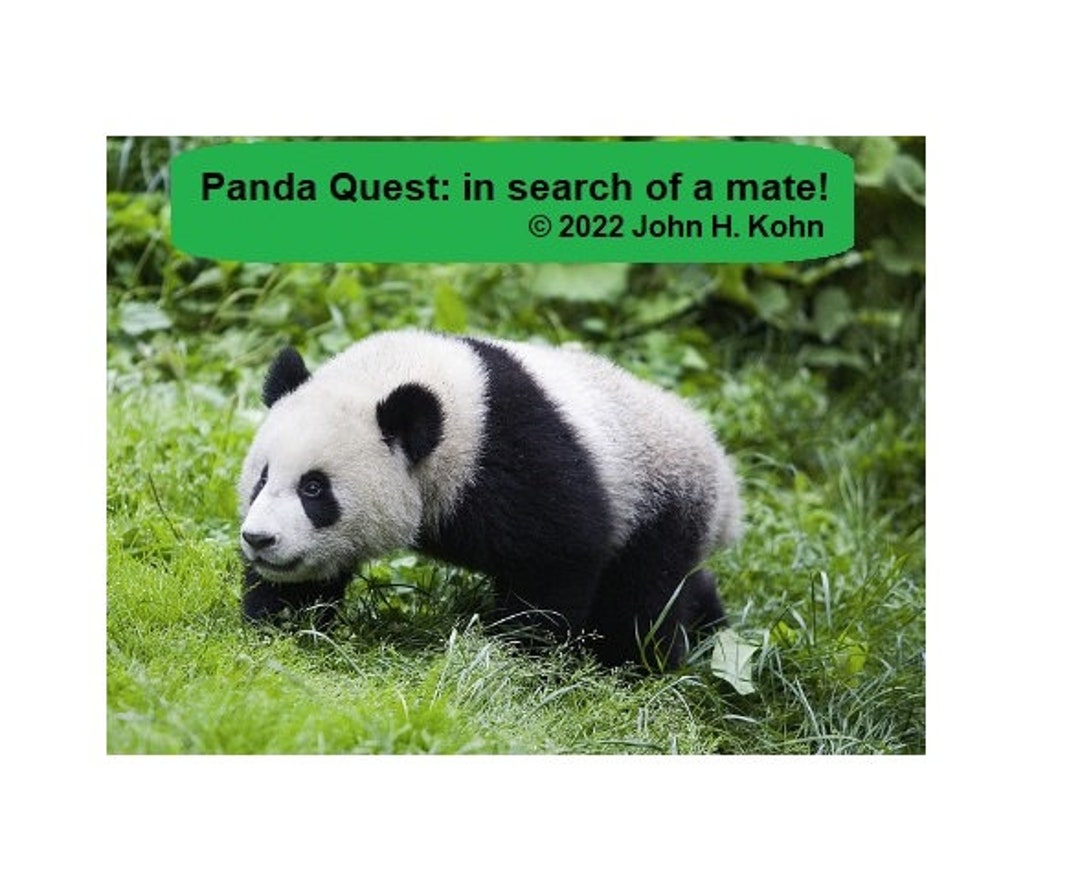 Panda Quest: in Search of a Mate! (manufactured) - Etsy