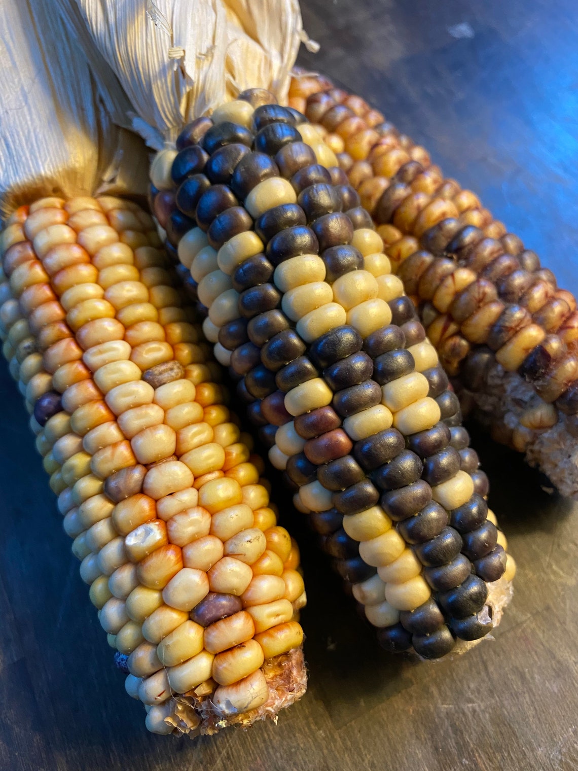 Decorative and preserved tri-colored heirloom corn kernels | Etsy