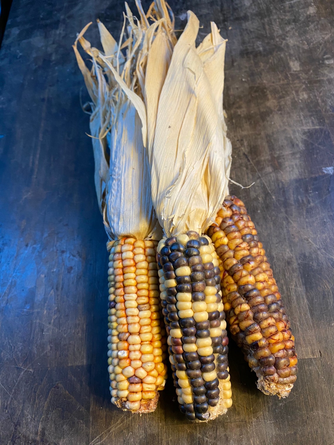 Decorative and preserved tri-colored heirloom corn kernels | Etsy