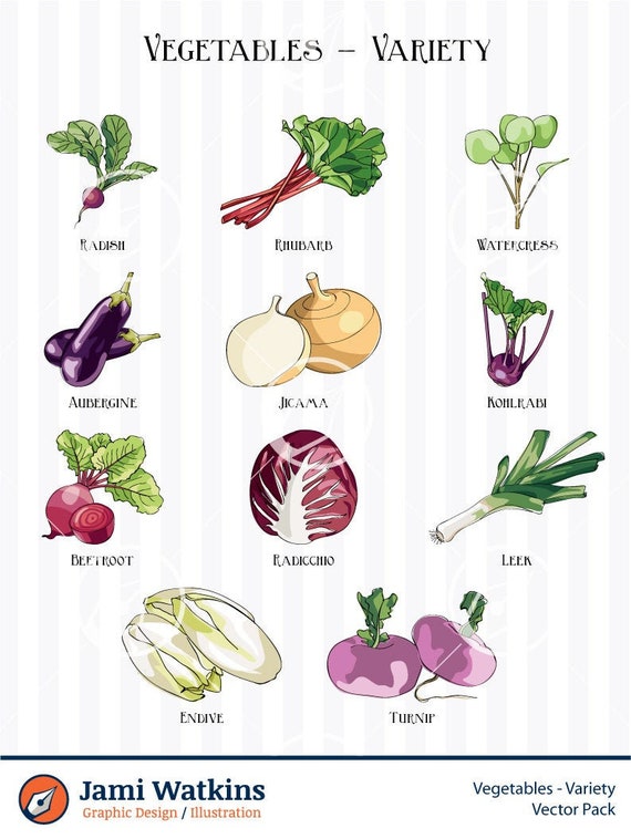 Vegetables variety Vector Illustration Pack / Clip Art | Etsy