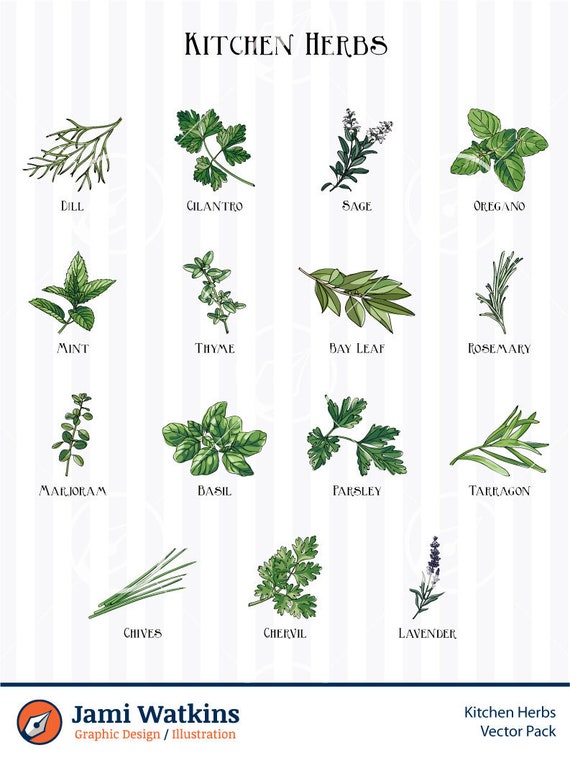 Kitchen Herbs Vector Illustration Pack / Clip Art files: PNG | Etsy