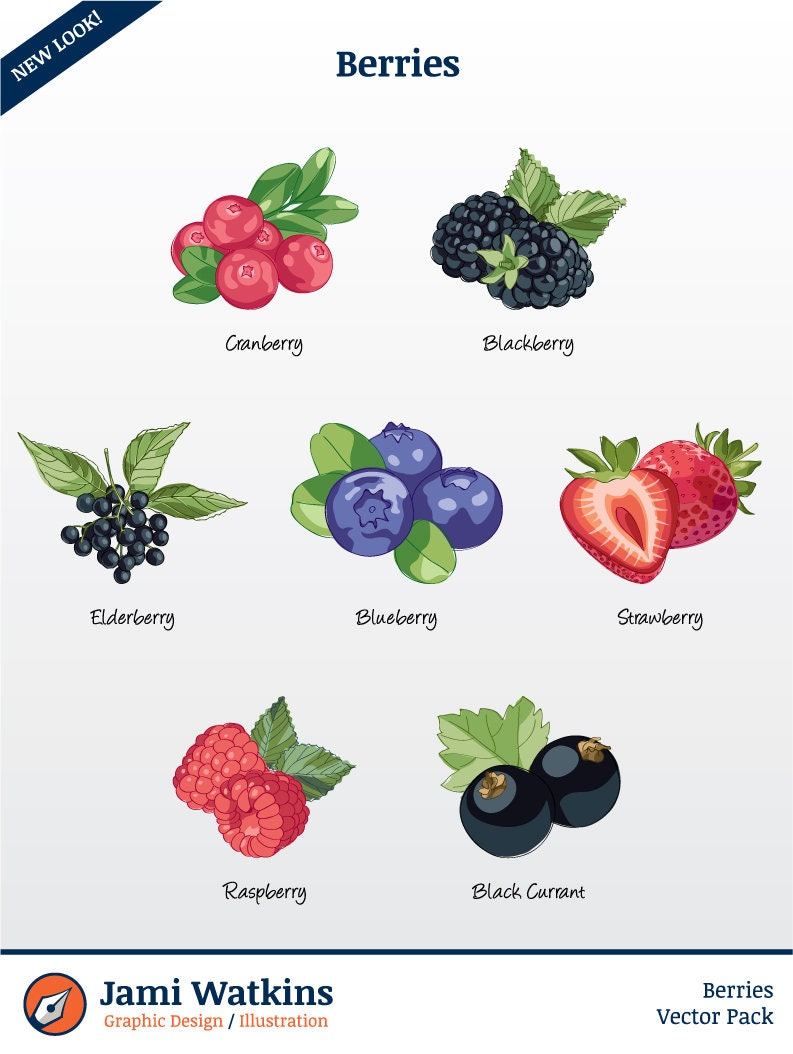 Berries Vector Illustration Pack (set of 7) / Clip Art [files: PNG ...