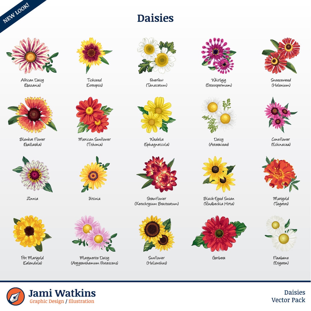 Daisies Vector Illustration Pack (set of 20) / Clip Art [files: PNG ...