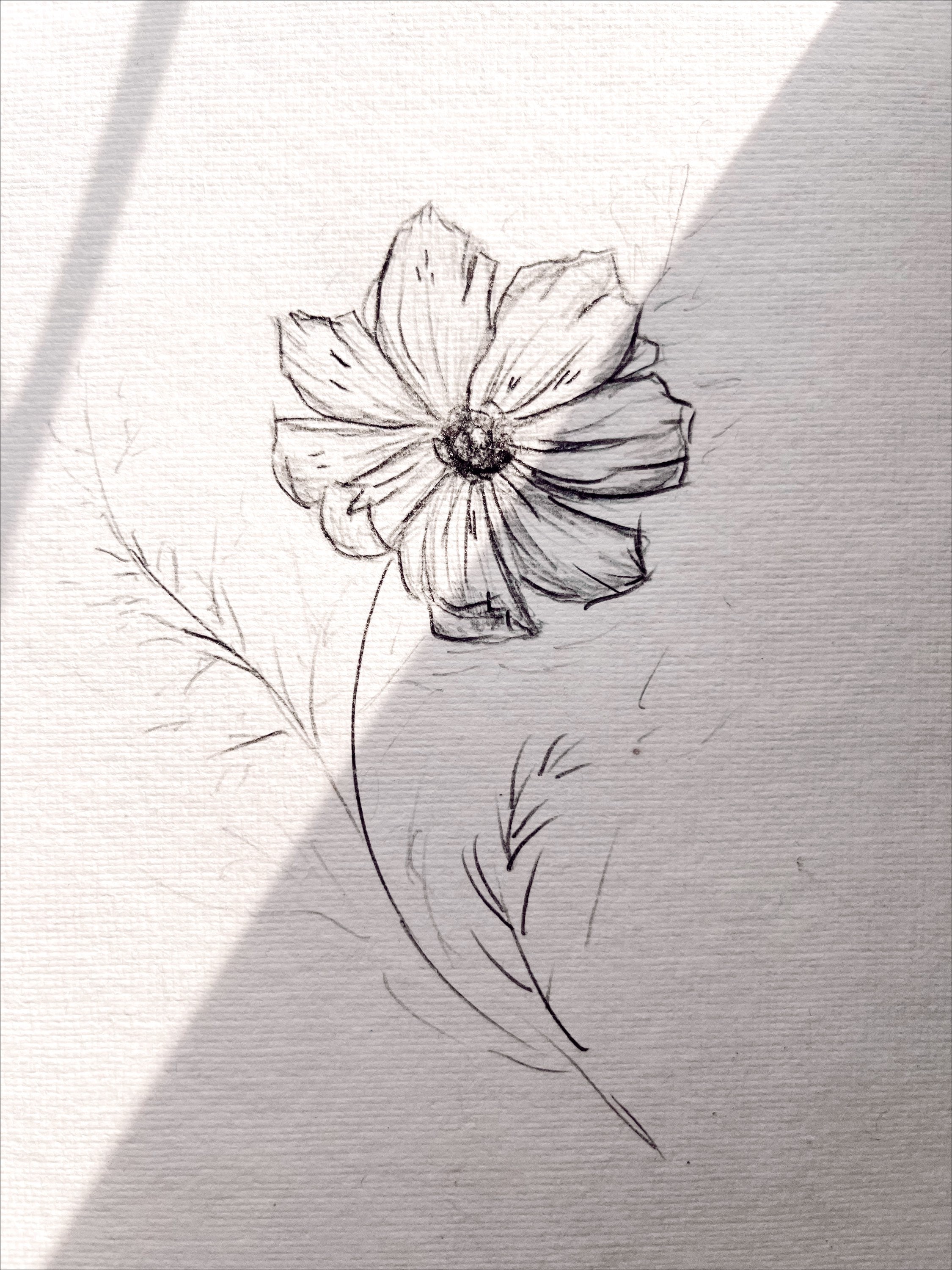 Cosmos Flower Pencil Sketch, Original Floral Art (8x6) - Etsy