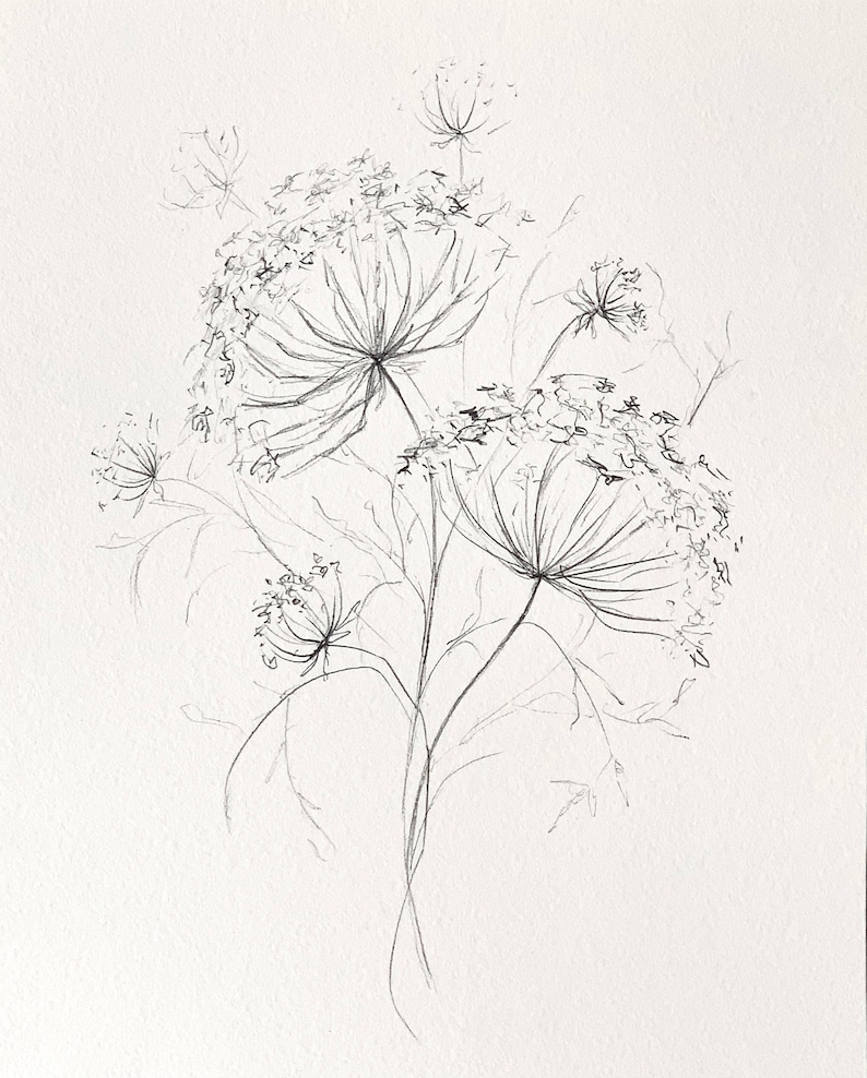 Queen Anne’s Lace - Etsy