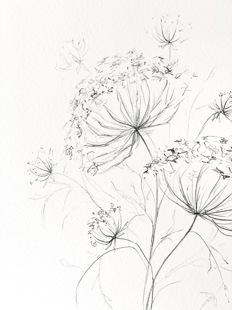 Queen Anne’s Lace - Etsy