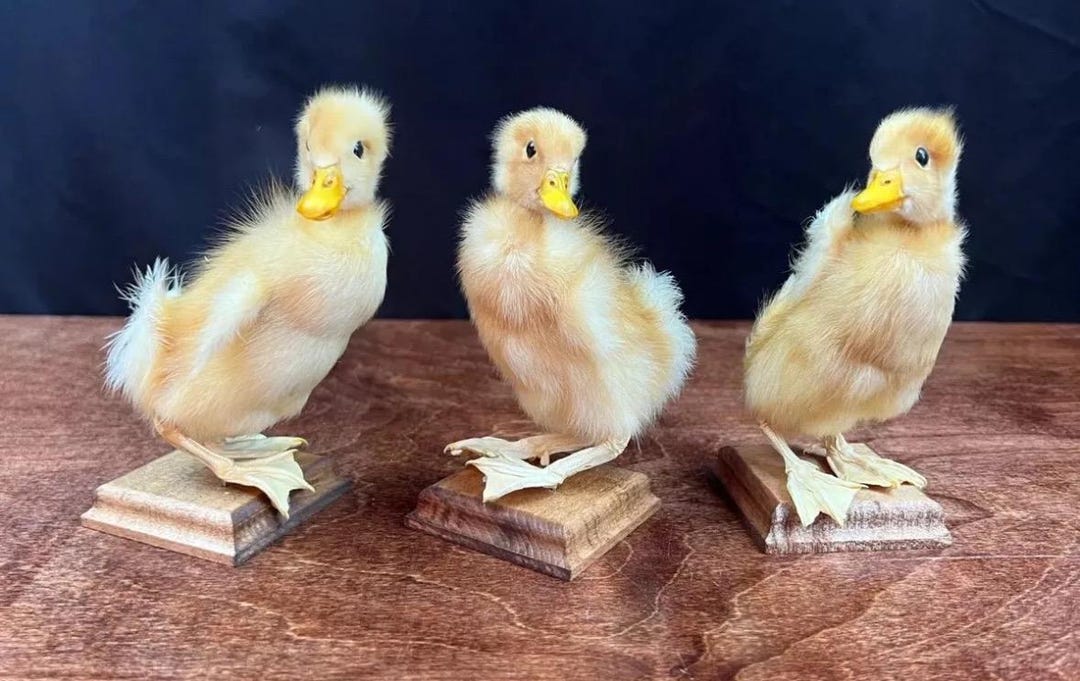 Three Baby Duck Ducklings Standing on Wood Bases 4.5 Taxidermy - Etsy