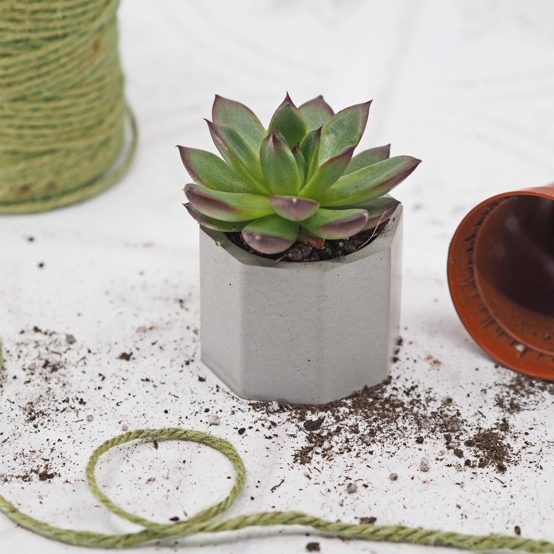 Octagonal Concrete Mini Pot, Succulent Planter, Concrete Vase, Cactus ...