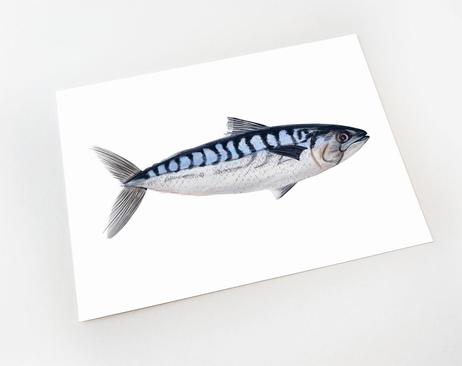 Cornish Mackerel Art Print Cornwall Coastal Illustrated Wall - Etsy UK