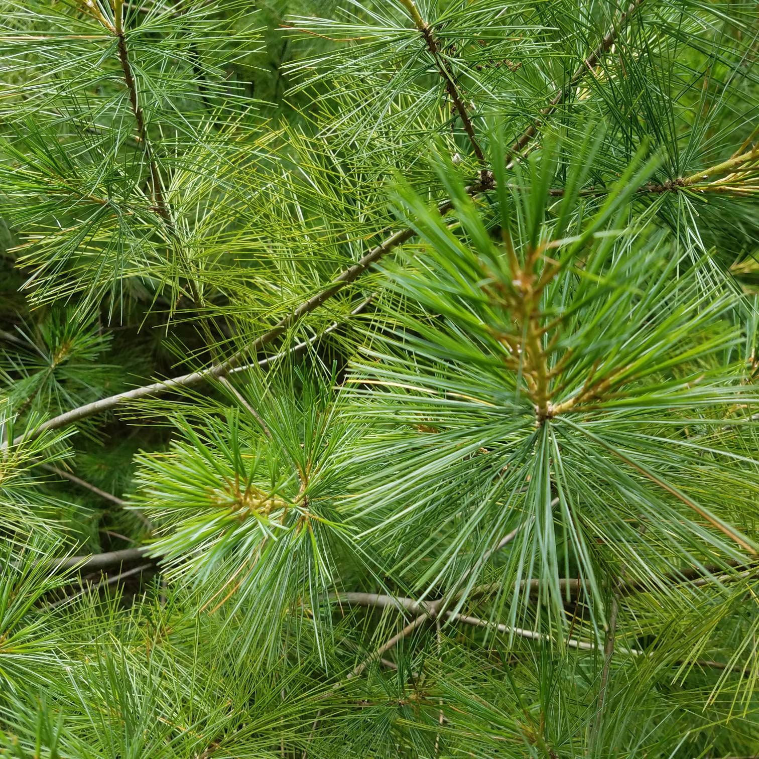 100% Organic Fresh Harvested Eastern White Pine Needles 1/4 Pound ...