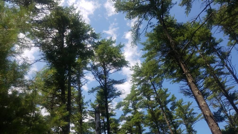 100% Organic Fresh Harvested Eastern White Pine Needles 1/4 Pound ...