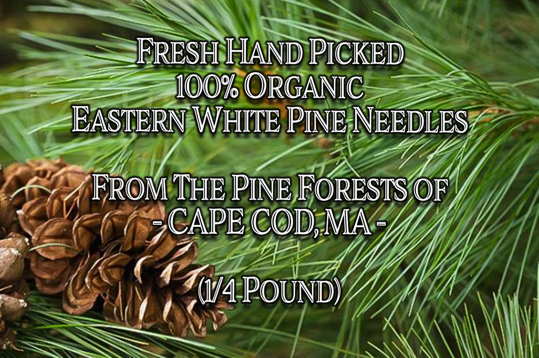 100% Organic Fresh Harvested Eastern White Pine Needles 1/4 Pound ...