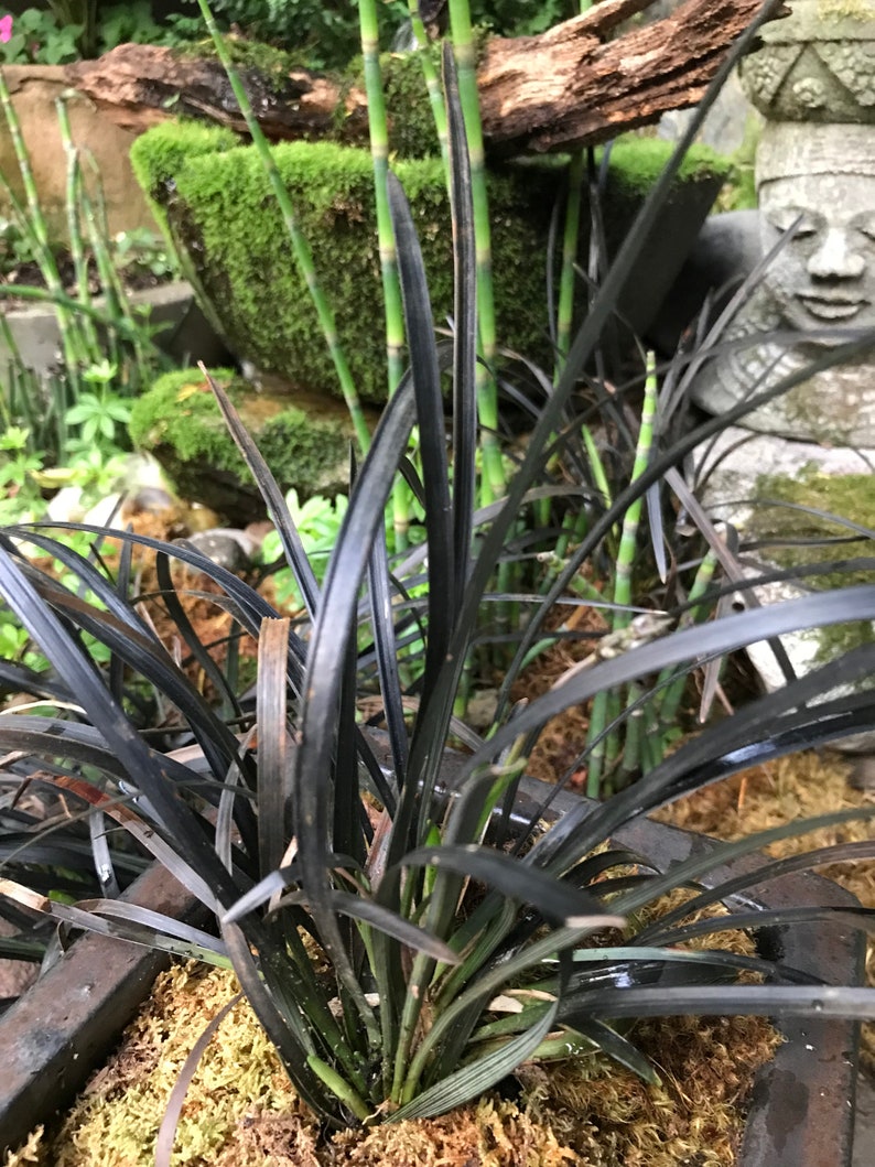 Black Mondo Grass Ophiopogon Planiscapus 'nigrescens' 3 Bareroot Live ...