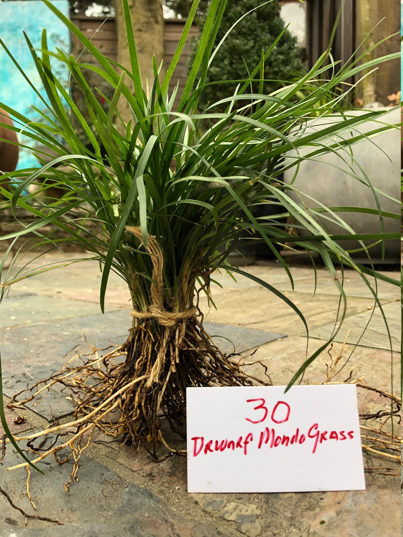 Dwarf Mondo Grass 30 Pips Healthy Mature Bare Root Live - Etsy