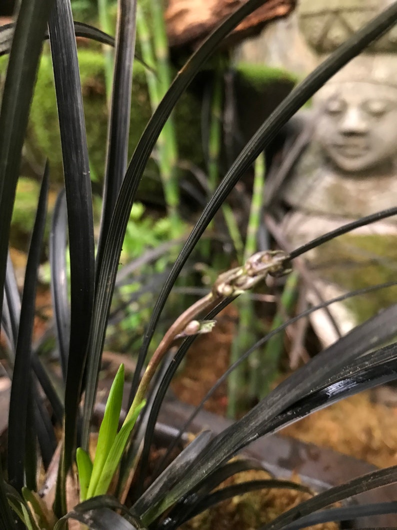 Black Mondo Grass Ophiopogon Planiscapus 'nigrescens' 3 Bareroot Live ...