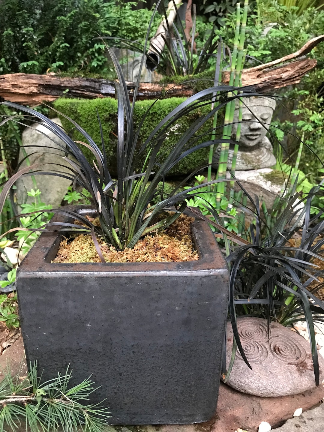Black Mondo Grass Ophiopogon Planiscapus Nigrescens 3 Bareroot Live Perennial Plants Etsy