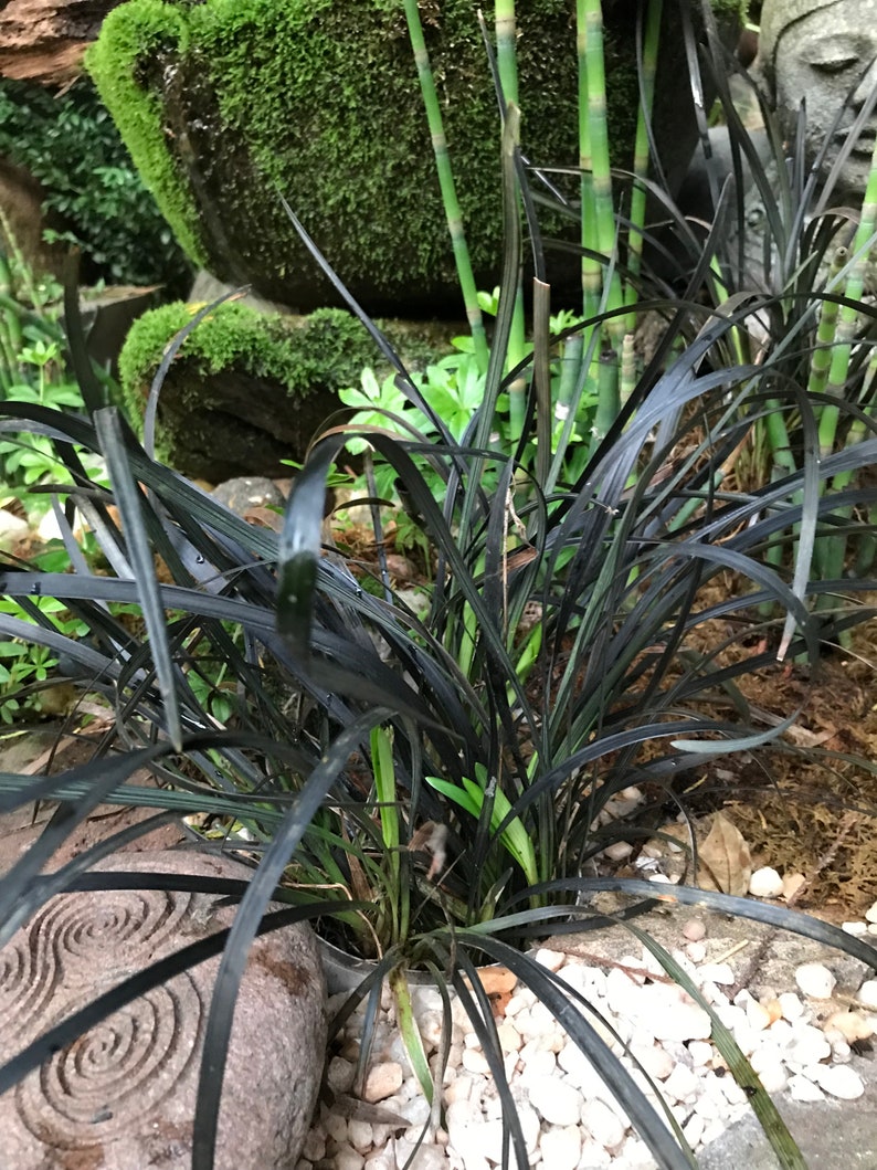 Black Mondo Grass Ophiopogon Planiscapus 'nigrescens' 3 Bareroot Live ...