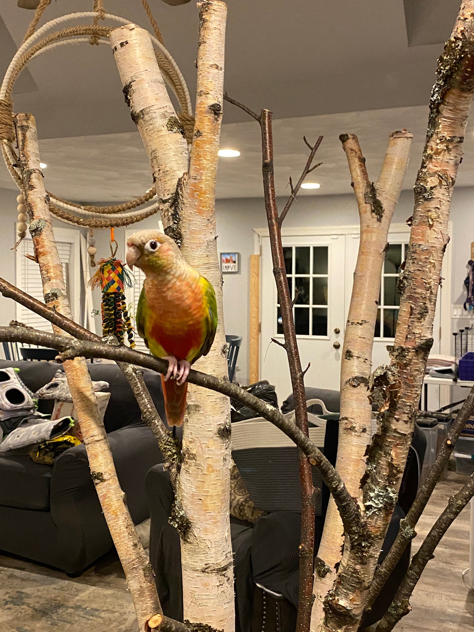 Parakeet Small Bird Tree - Etsy