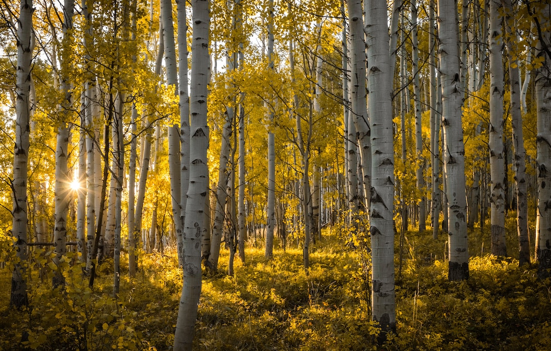 Colorado Aspens - Fall Colors, Landscape Photography, Forest, Wall Art ...