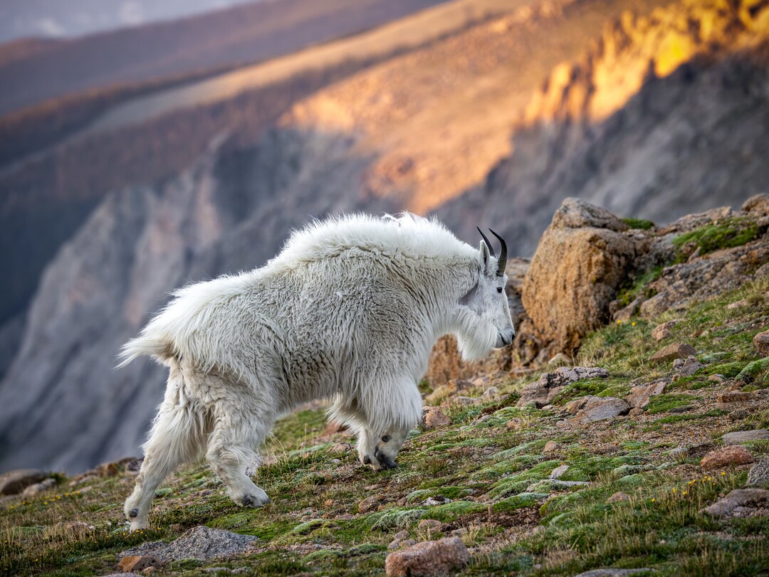 Mountain Goat Photography Print: Colorado Wildlife Wall Art - Etsy