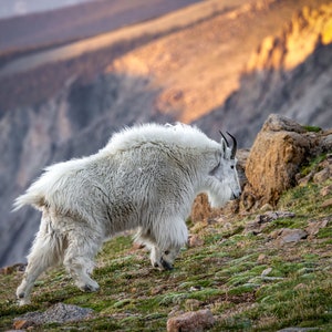 Mountain Goat Photography Print: Colorado Wildlife Wall Art - Etsy